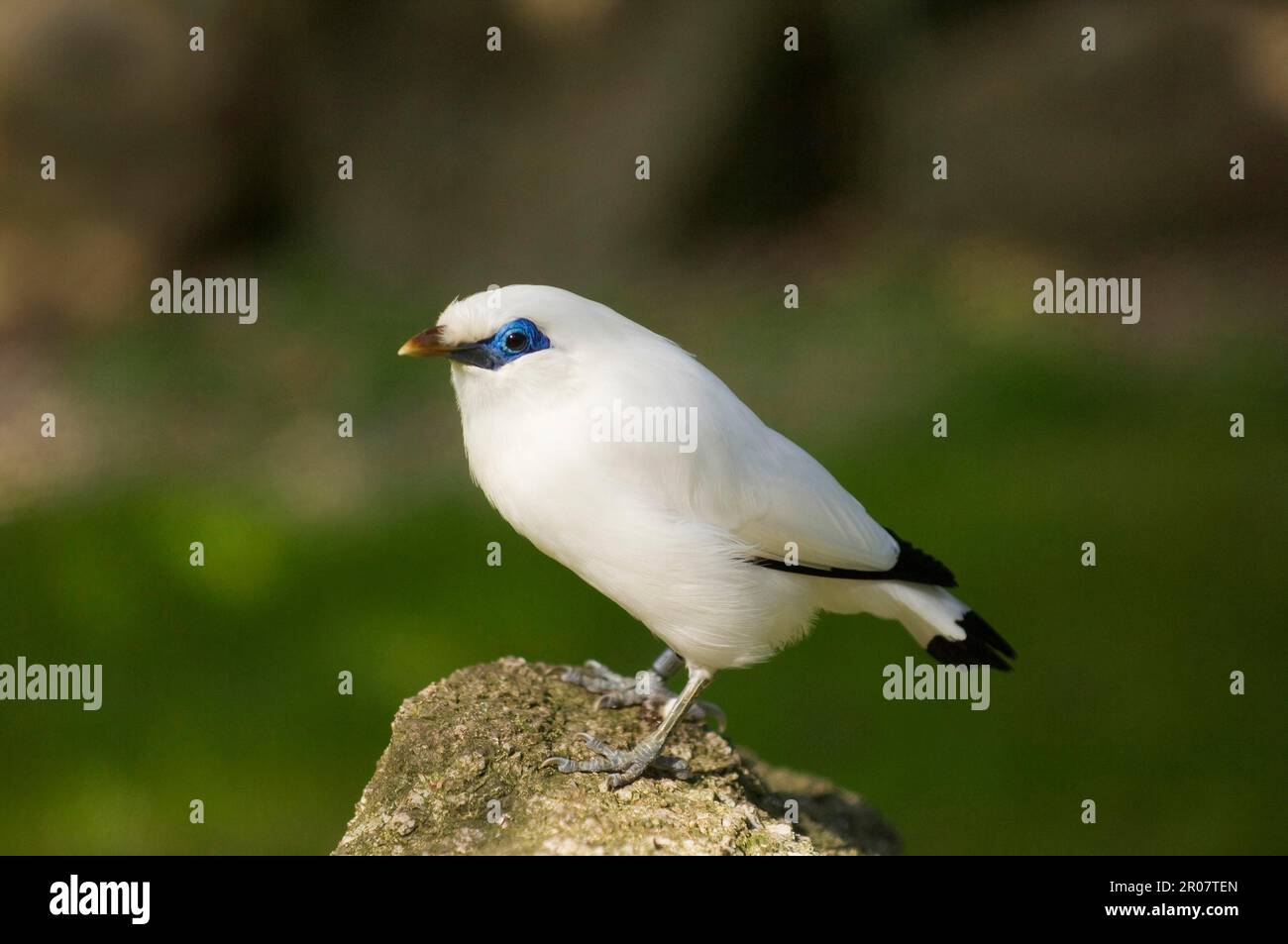 Balistar, bali mynas, Starling, Starlings, endangered species ...