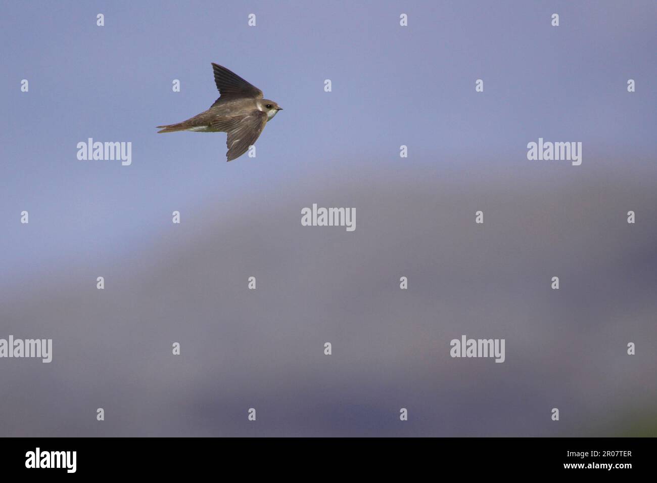 Sand martin, sand martins (Riparia riparia), songbirds, animals, birds ...