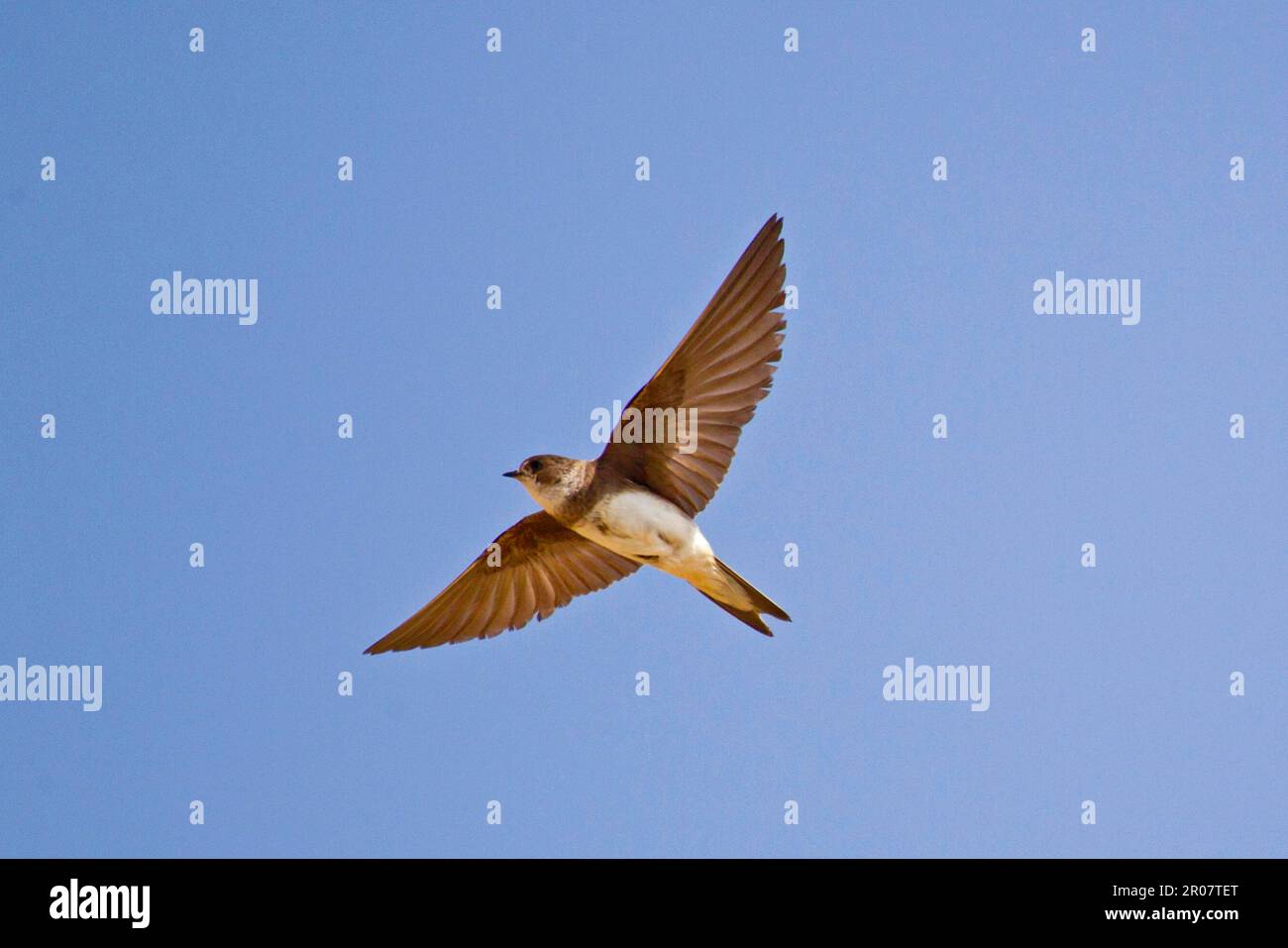 Sand martin, sand martins (Riparia riparia), songbirds, animals, birds ...
