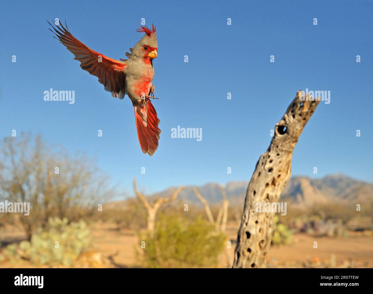 Cardinal in flight hi-res stock photography and images - Alamy