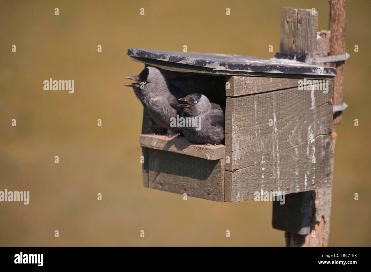 Jackdaw nest box hi-res stock photography and images - Alamy