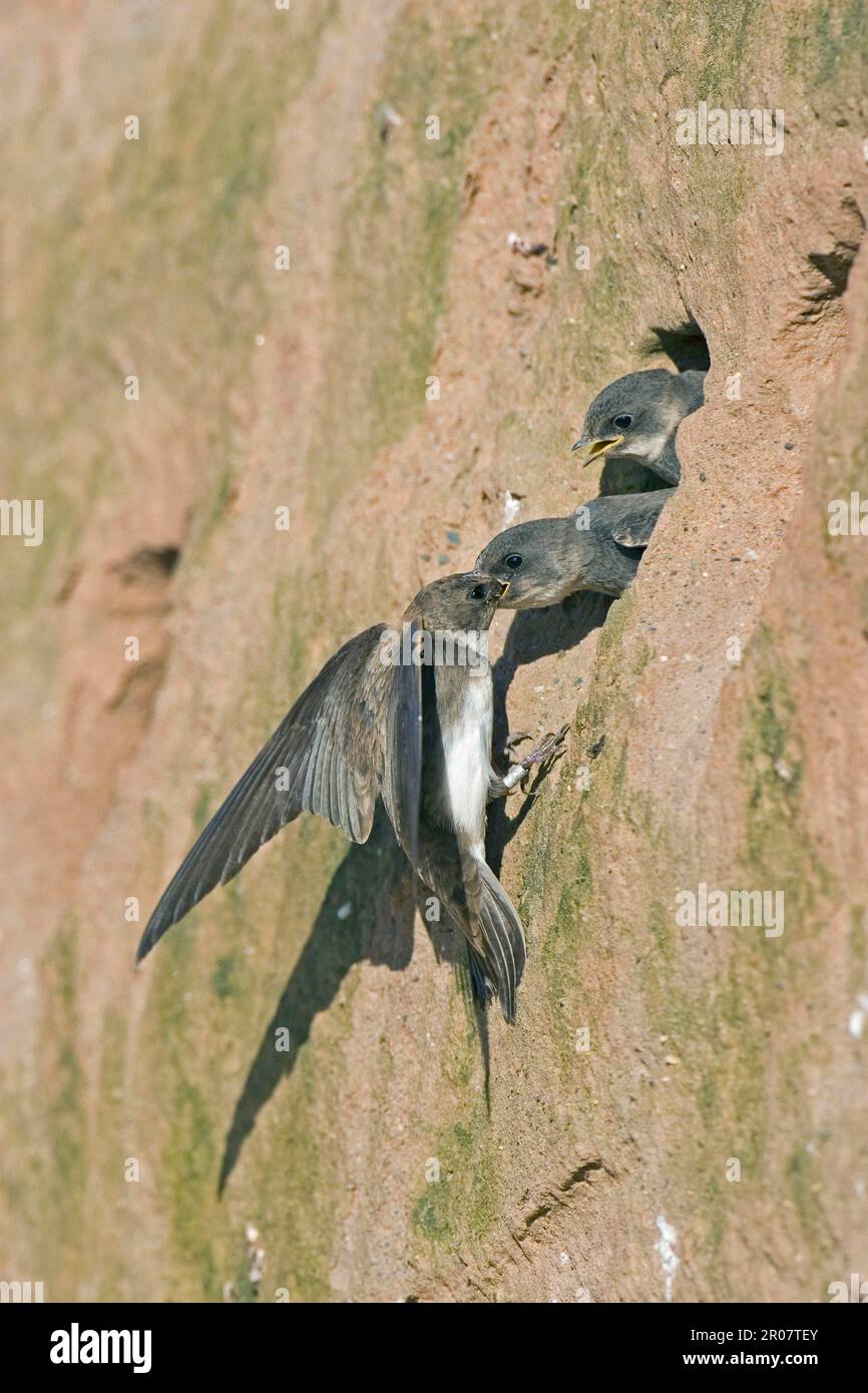 Sand martin, sand martins (Riparia riparia), songbirds, animals, birds ...