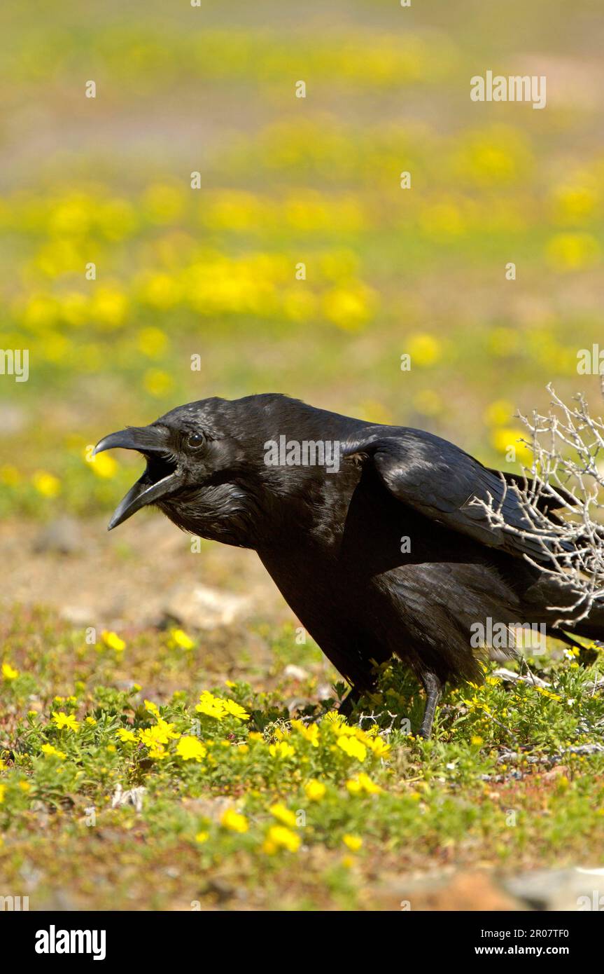 Common common raven (Corvus corax) adult, calling, standing on the ...