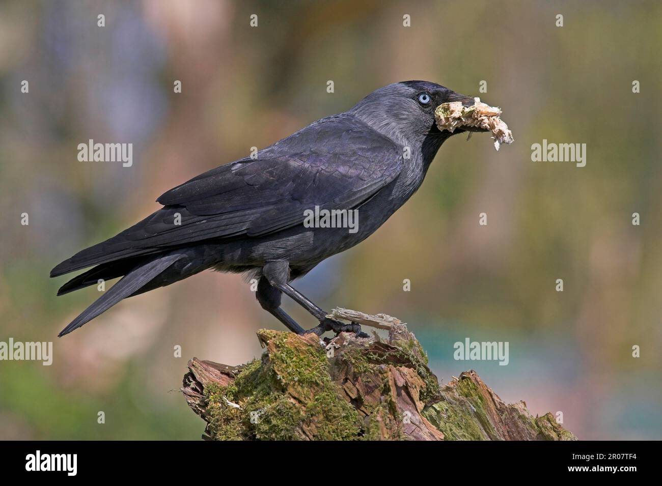 Western jackdaw (Corvus monedula) adult, collecting nesting material ...