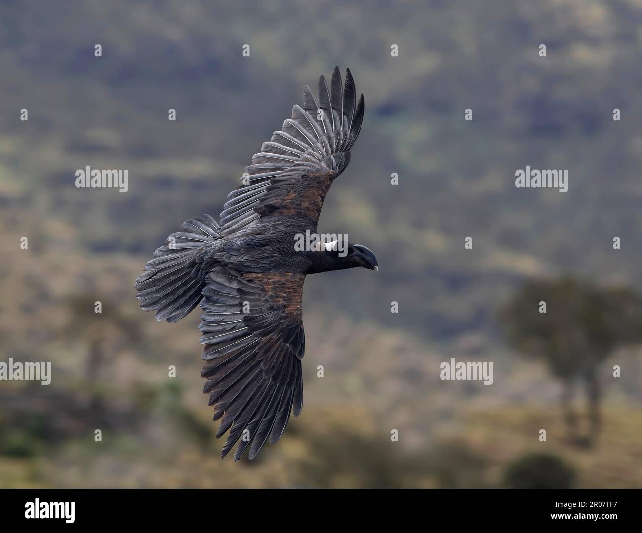 Archraven, thick-billed ravens (Corvus crassirostris), corvids ...
