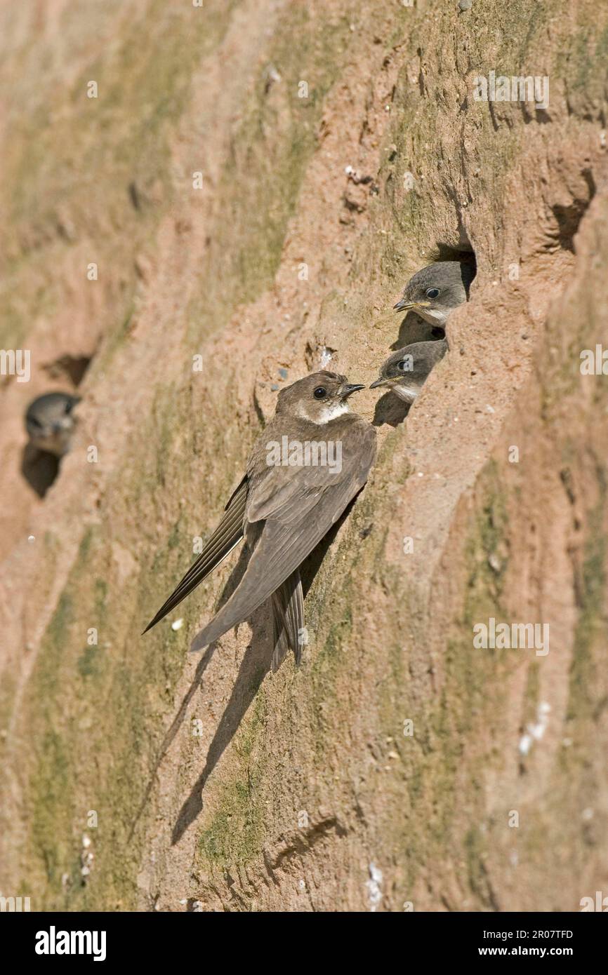 Sand martin, sand martins (Riparia riparia), songbirds, animals, birds ...