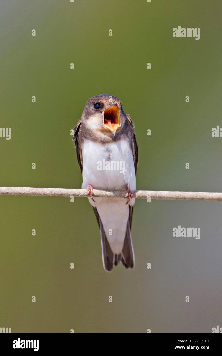 Male sand martin riparia riparia hi-res stock photography and images ...