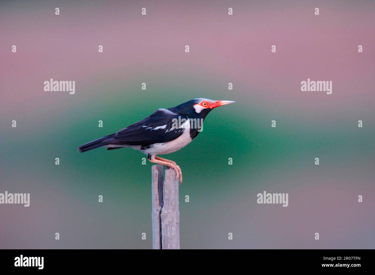 Asian pied piper asian pied starling (Sturnus contra), adult, sitting ...
