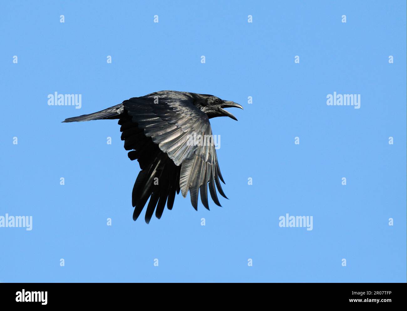 Raven communication hi-res stock photography and images - Alamy