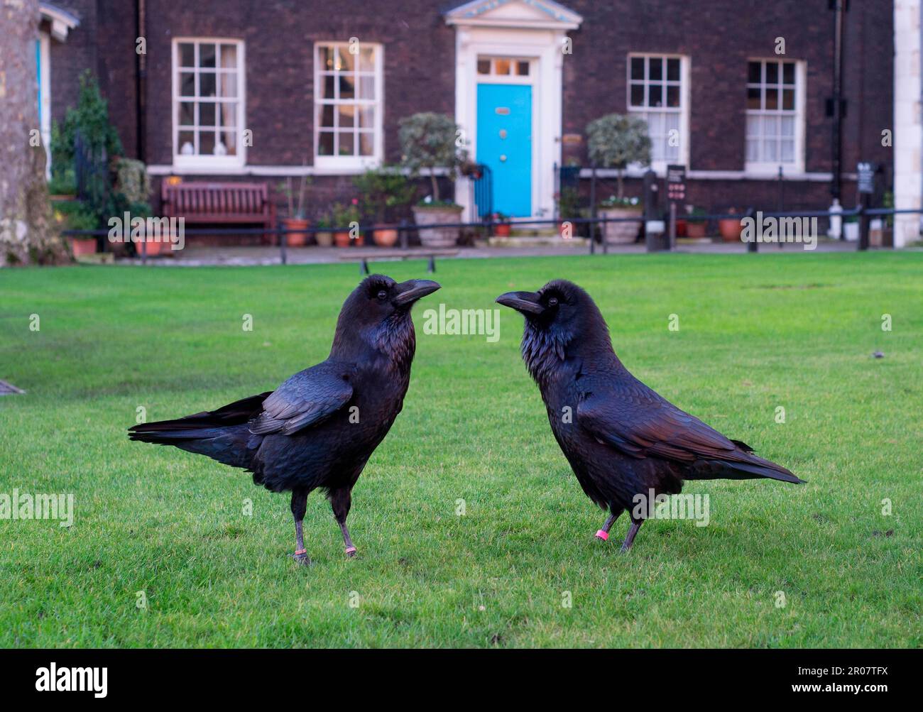 Common raven (Corvus corax) two adults standing on lawn, Tower of ...