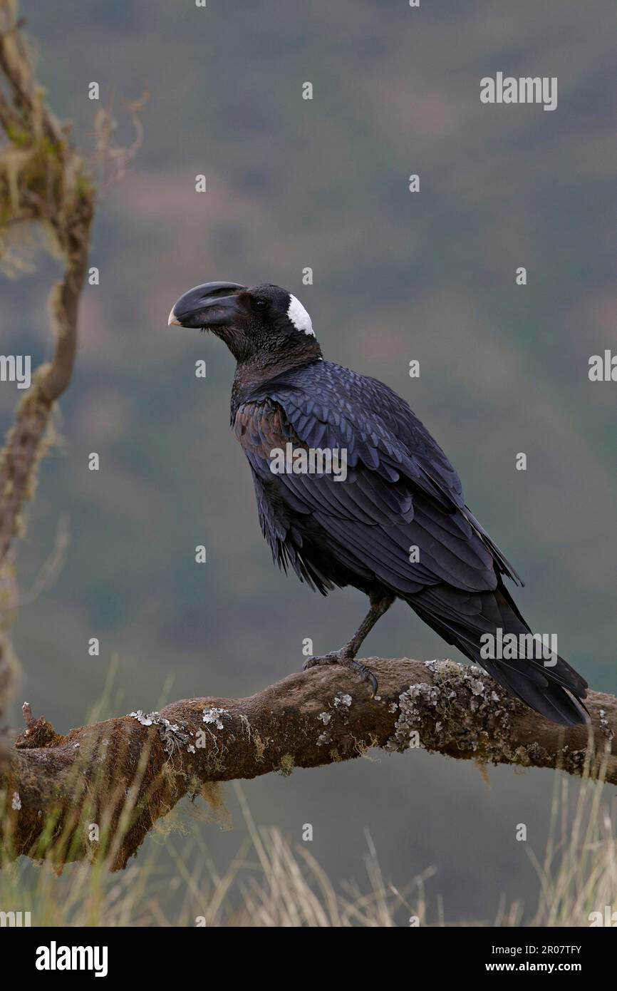 Ethiopia ethiopian highland hi-res stock photography and images - Alamy