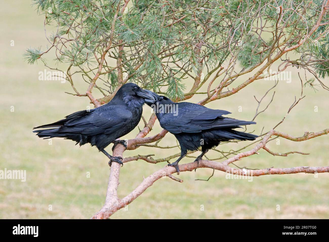 Common common raven (Corvus corax), adult pair, courtship behaviour ...