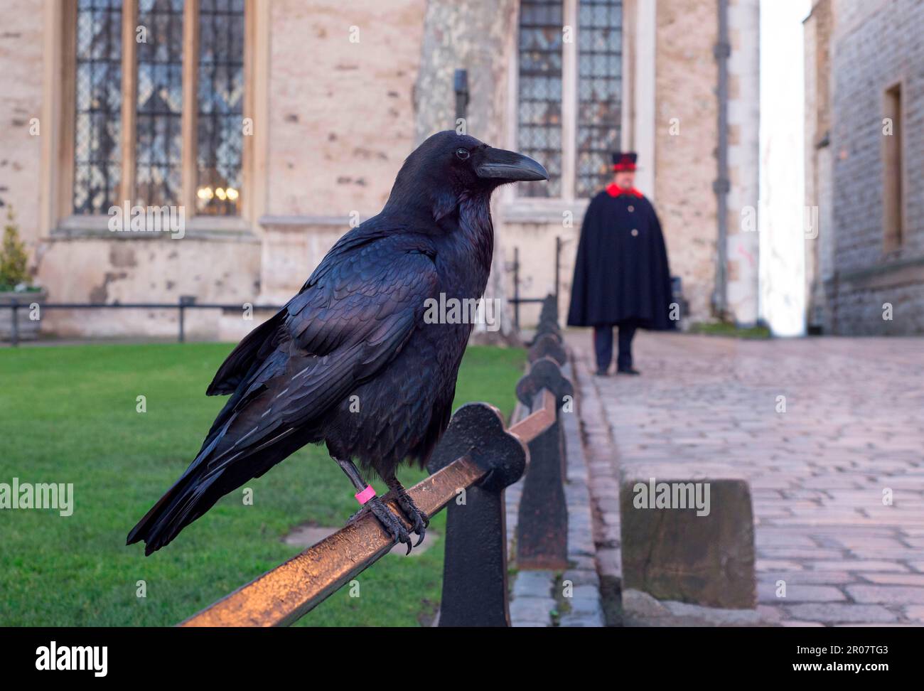 Adult common raven (Corvus corax) perched on a railing with Yeomen ...