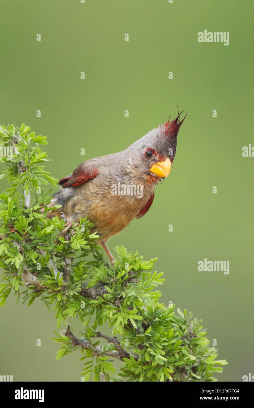 Pyrrhuloxia sinuatus, Pyrrhuloxia sinuata, Narrow-billed cardinal ...