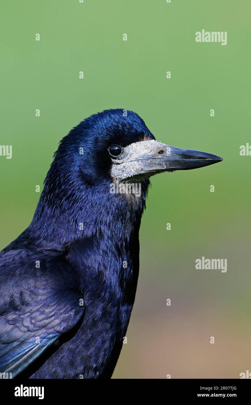 Rook detail hi-res stock photography and images - Alamy