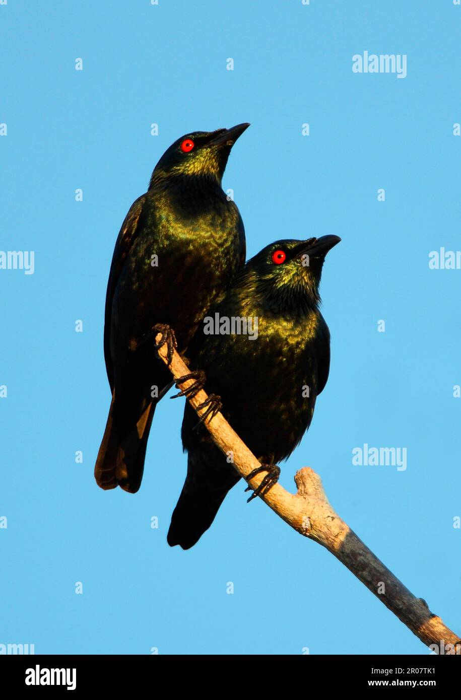 Asian Glossy Starling (Aplonis panayensis) two adults, perched on ...