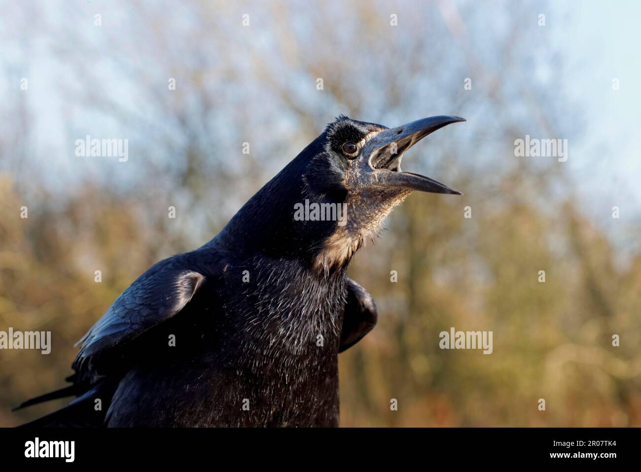 Rook bird detail hi-res stock photography and images - Alamy