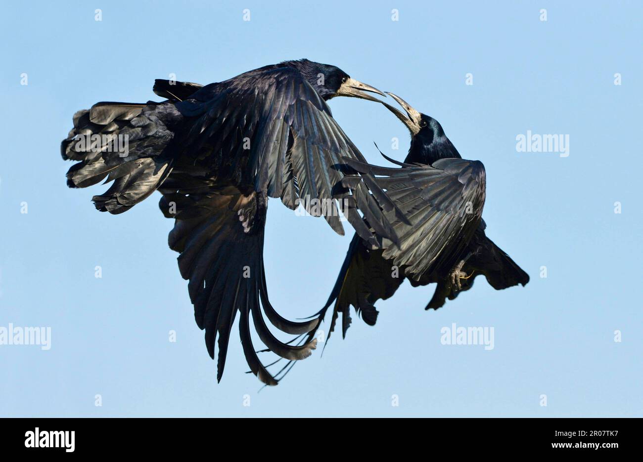 Crow fight flight hi-res stock photography and images - Alamy