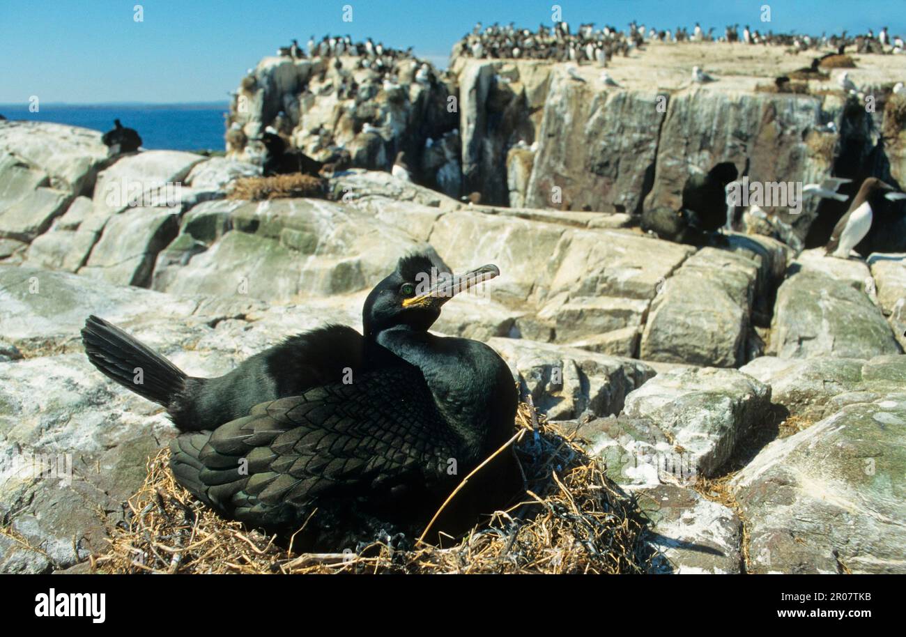 Shag, Crow Shag, Crow common shags, Crow Shag, Ruderfeeder, Animals ...