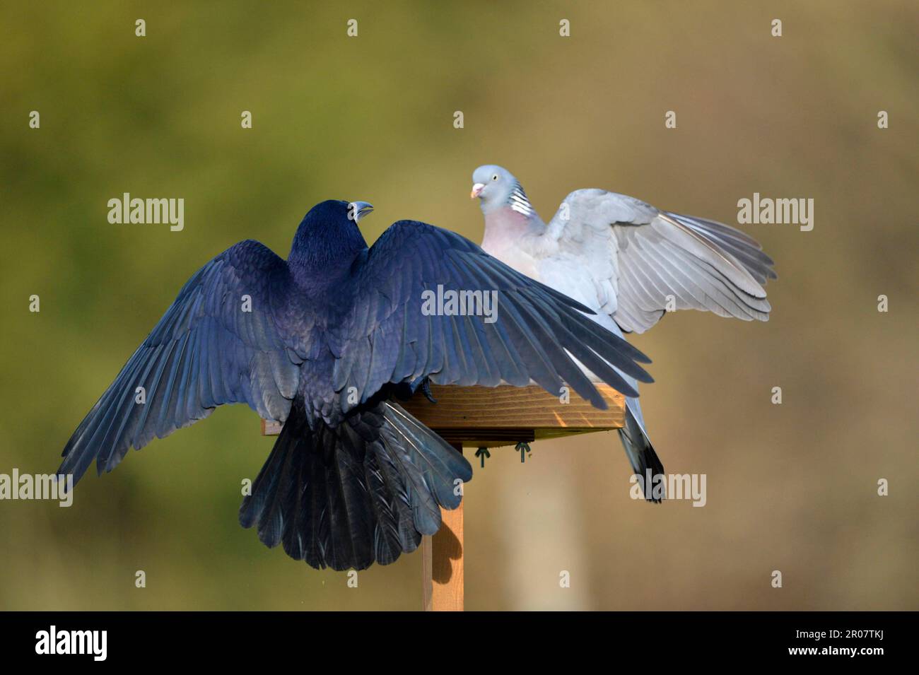 Rook (Corvus frugilegus) adult, with wings spread, facing Wood Pigeon ...