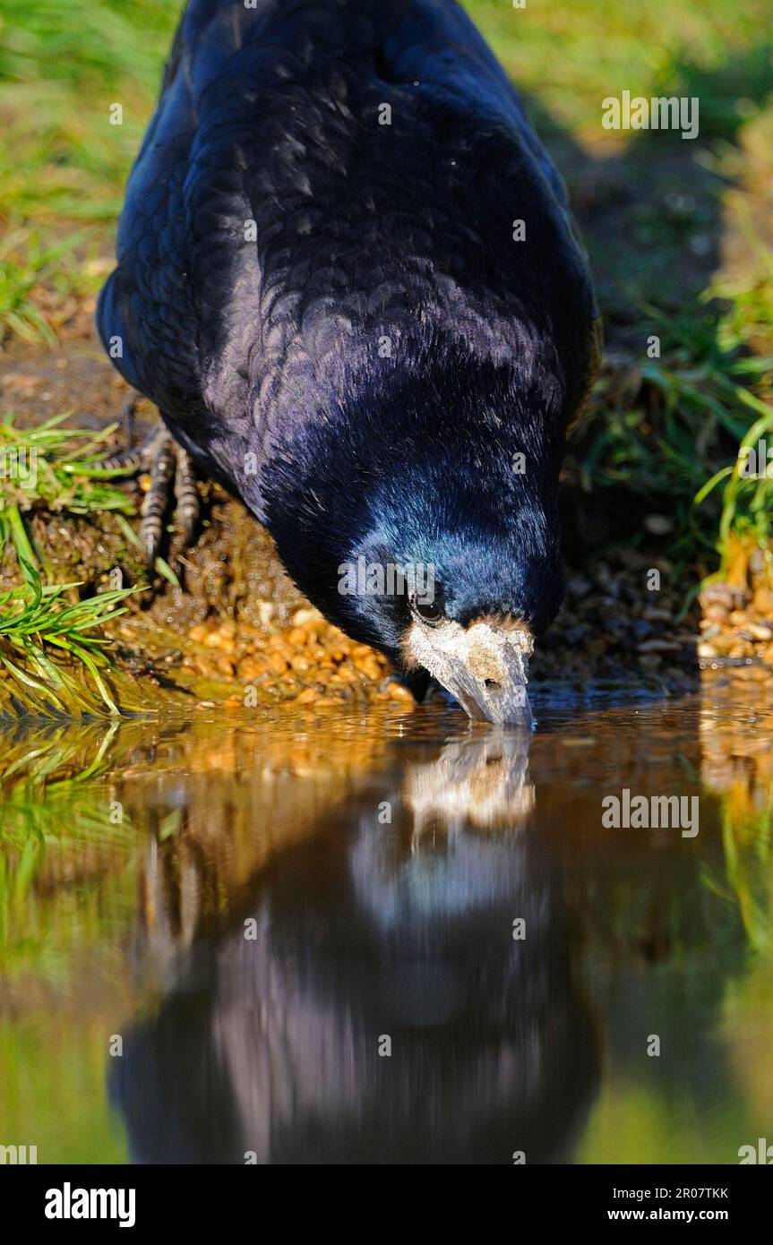 Rook drinking hi-res stock photography and images - Alamy