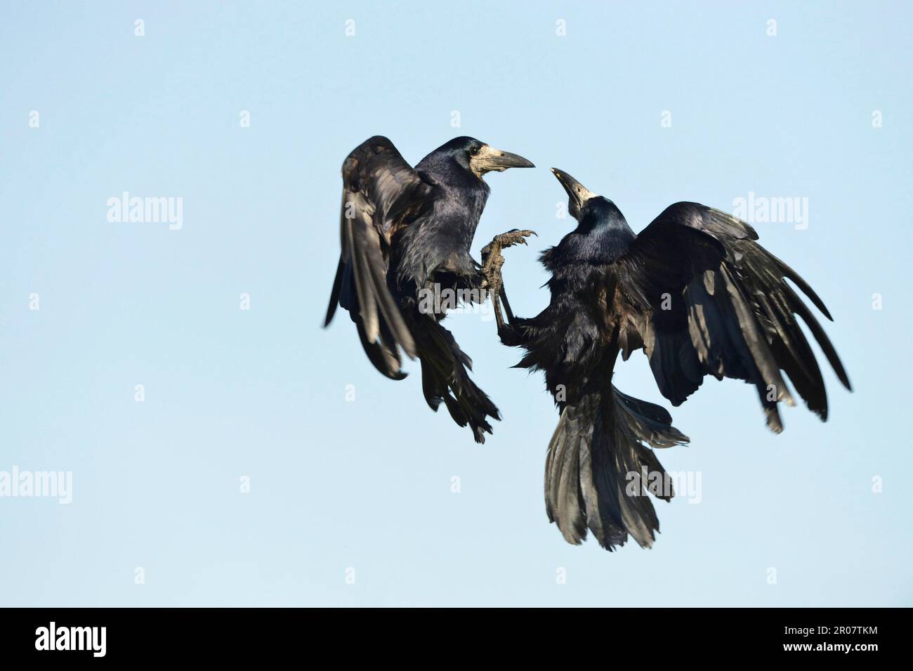 Rook (Corvus frugilegus) two adults, in flight, fighting in mid-air ...