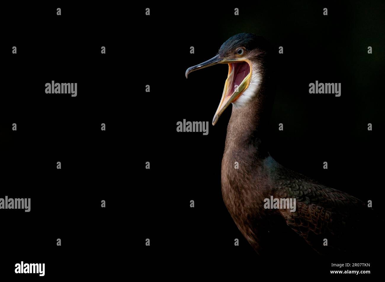 Shag, common shags, Arboreal, Animals, Birds, European Shag ...