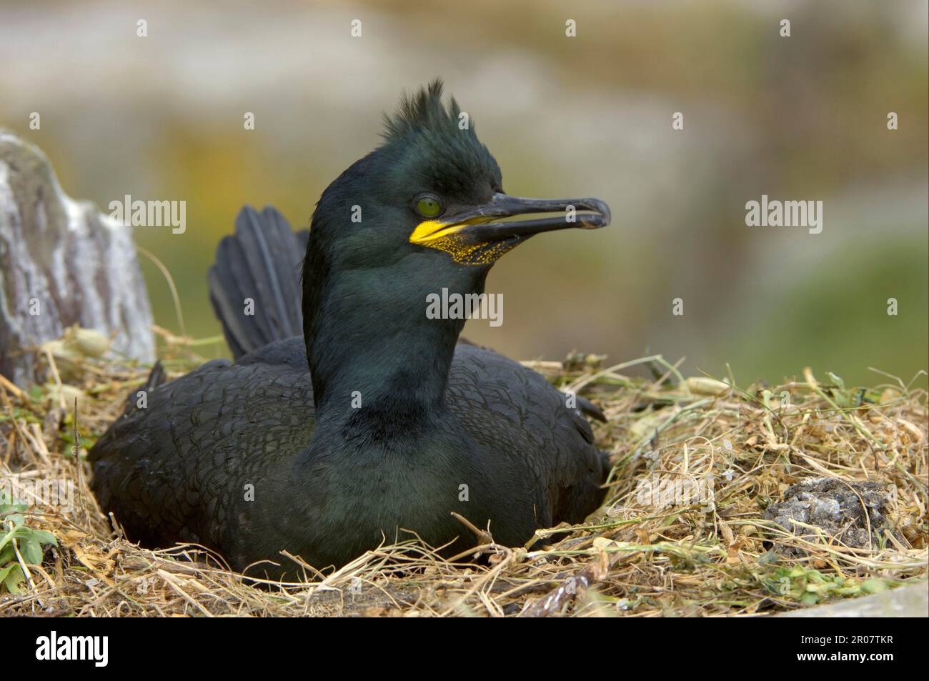 European Shag (Phalacrocorax aristotelis) adult at nest, Farne Islands ...