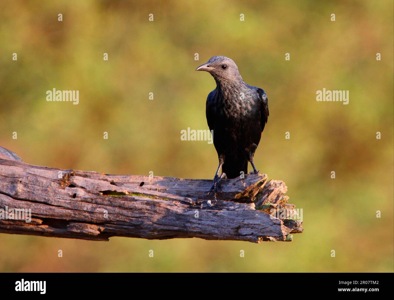 Adult red-winged starling (Onychognathus morio), sitting on dead branch ...