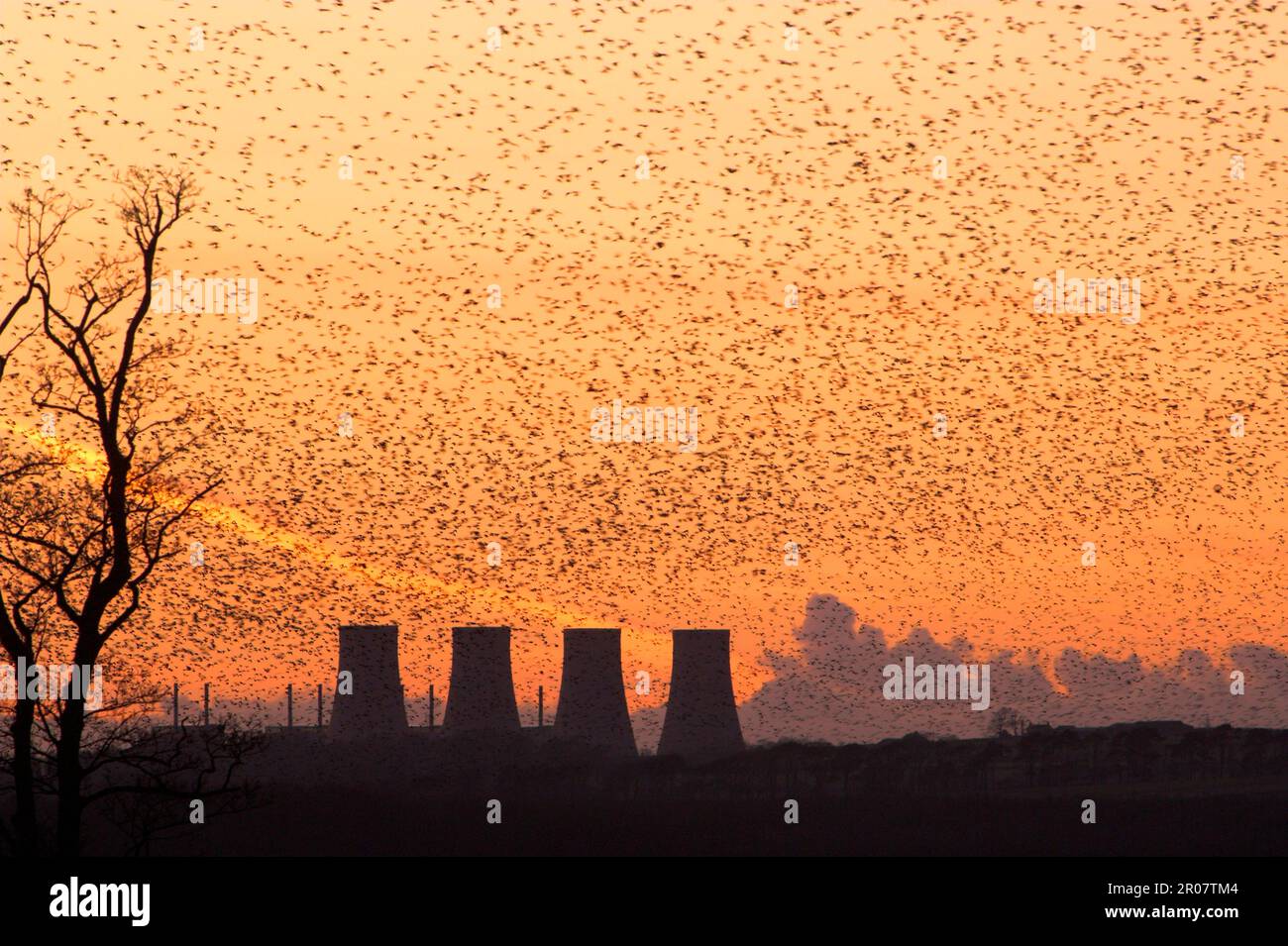 Common common starling (Sturnus vulgaris) huge flock gathering to roost ...