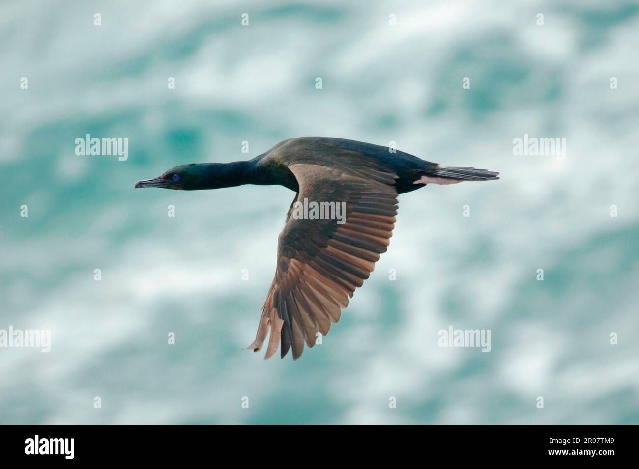 Australian shag mid flight hi-res stock photography and images - Alamy