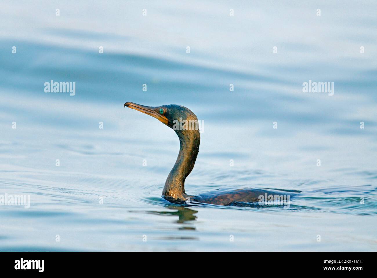 Indian indian cormorant (Phalacrocorax fuscicollis) adult, swimming ...