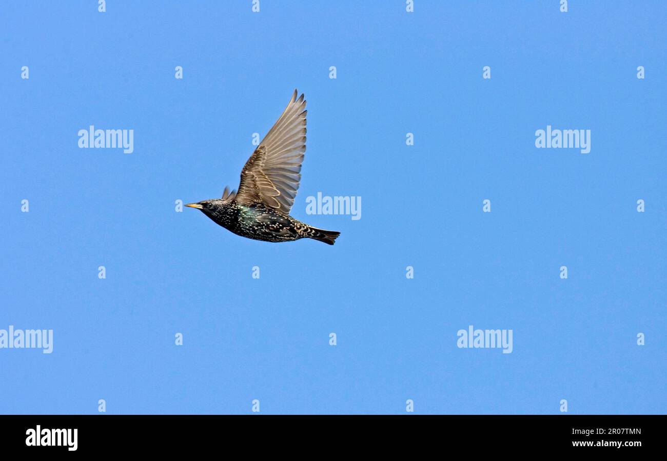 Common common starling (Sturnus vulgaris) adult in flight Stock Photo ...