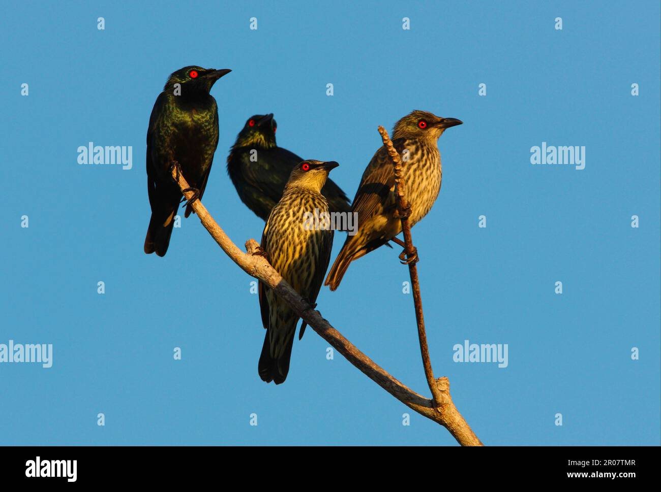 Asian Glossy Starling (Aplonis panayensis) two adults and two immatures ...
