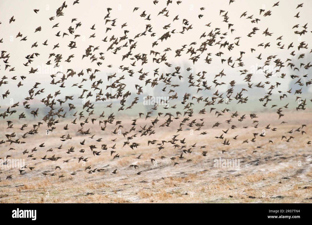 Common common starling (Sturnus vulgaris), flock, feeding on farmland ...