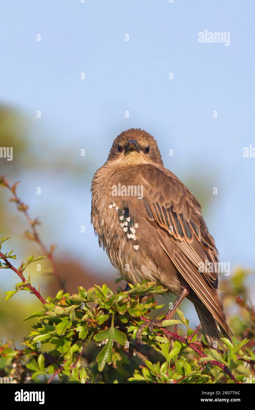Starling entering first winter plumage hi-res stock photography and ...