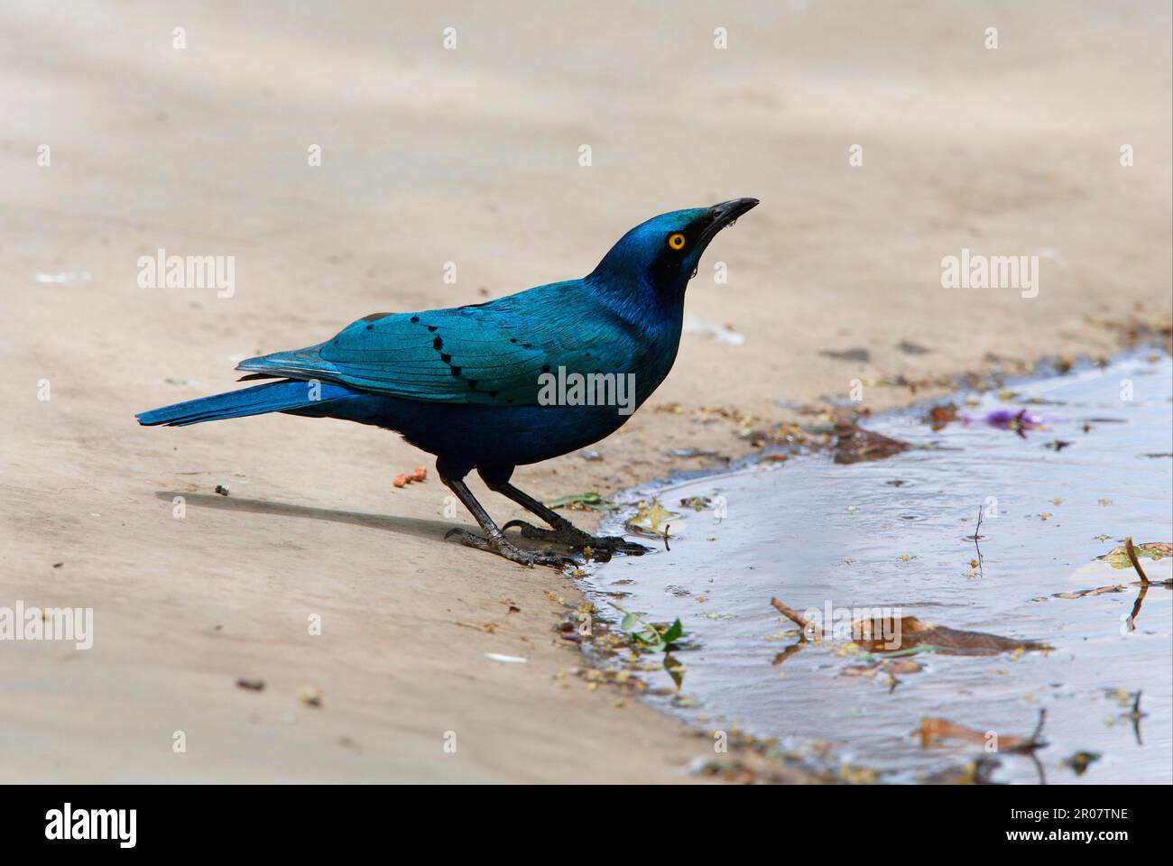 Green-tailed Glossy Starling, Green-tailed Glossy Starling, Starling ...