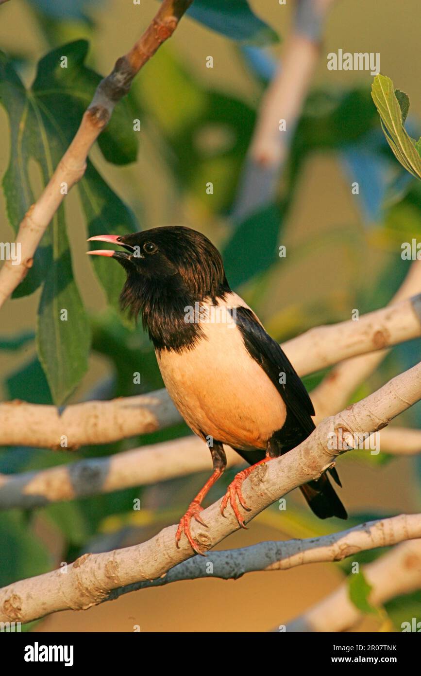 Rose-coloured Starling (Sturnus roseus) adult, singing, perched in fig ...