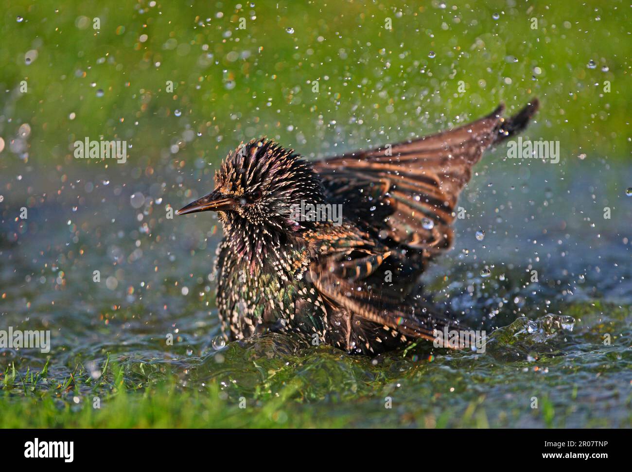 Common Starling (Sturnus vulgaris) adult, winter plumage, bathing in ...