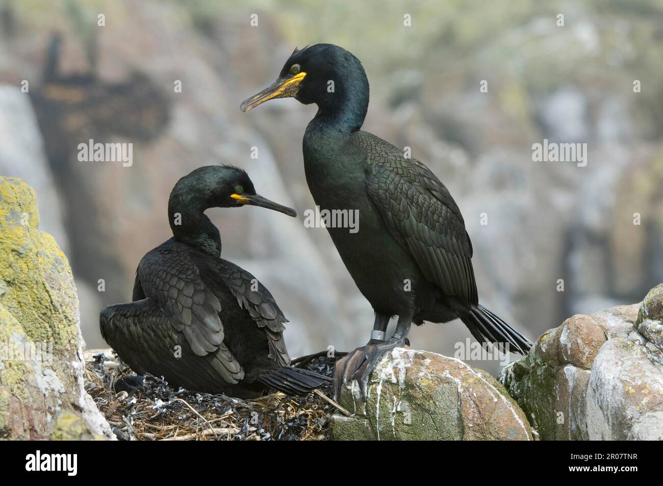 Shag, common shags, Arboreal, Animals, Birds, European Shag ...