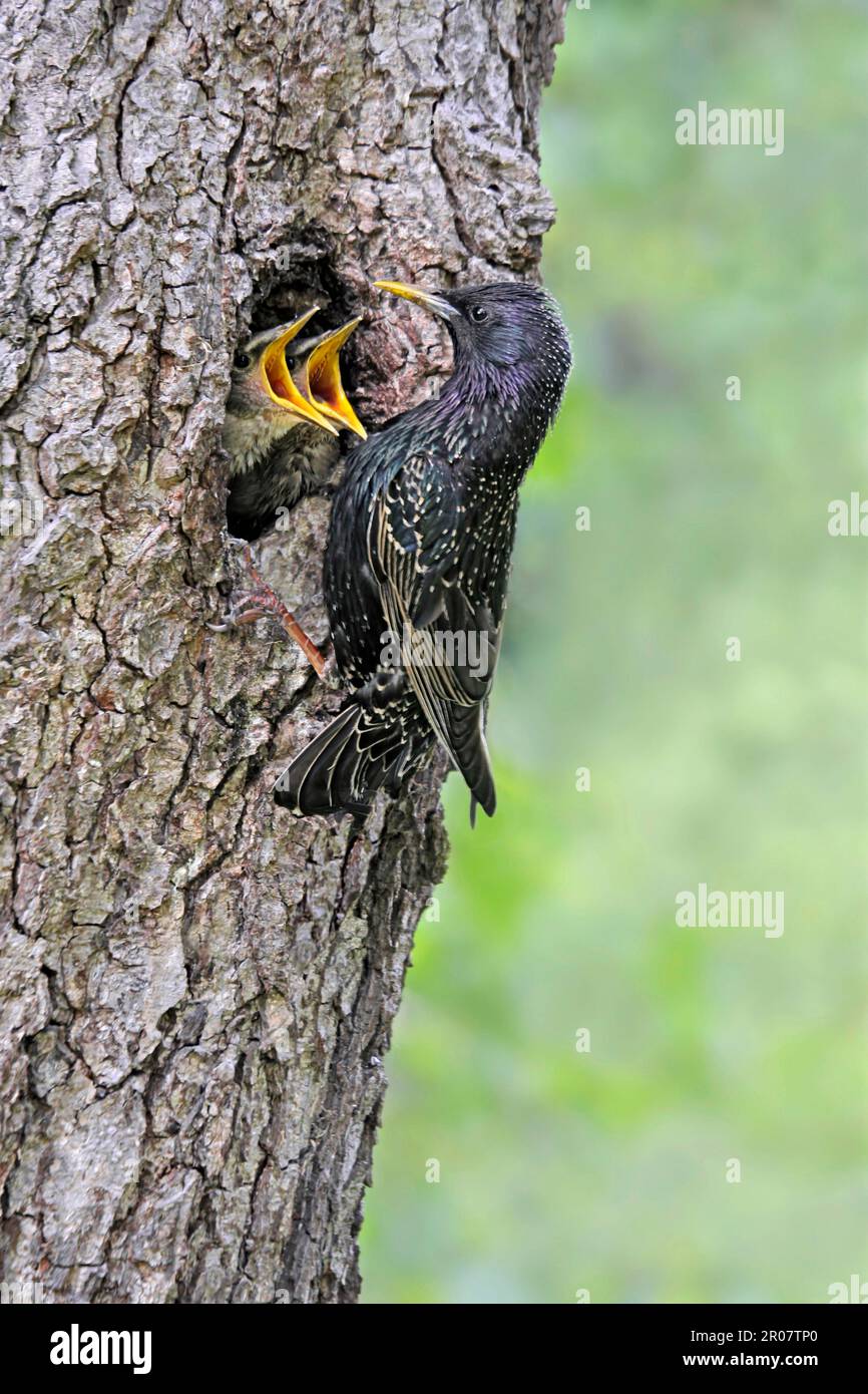 Common common starling (Sturnus vulgaris), adult, young bird in nest ...