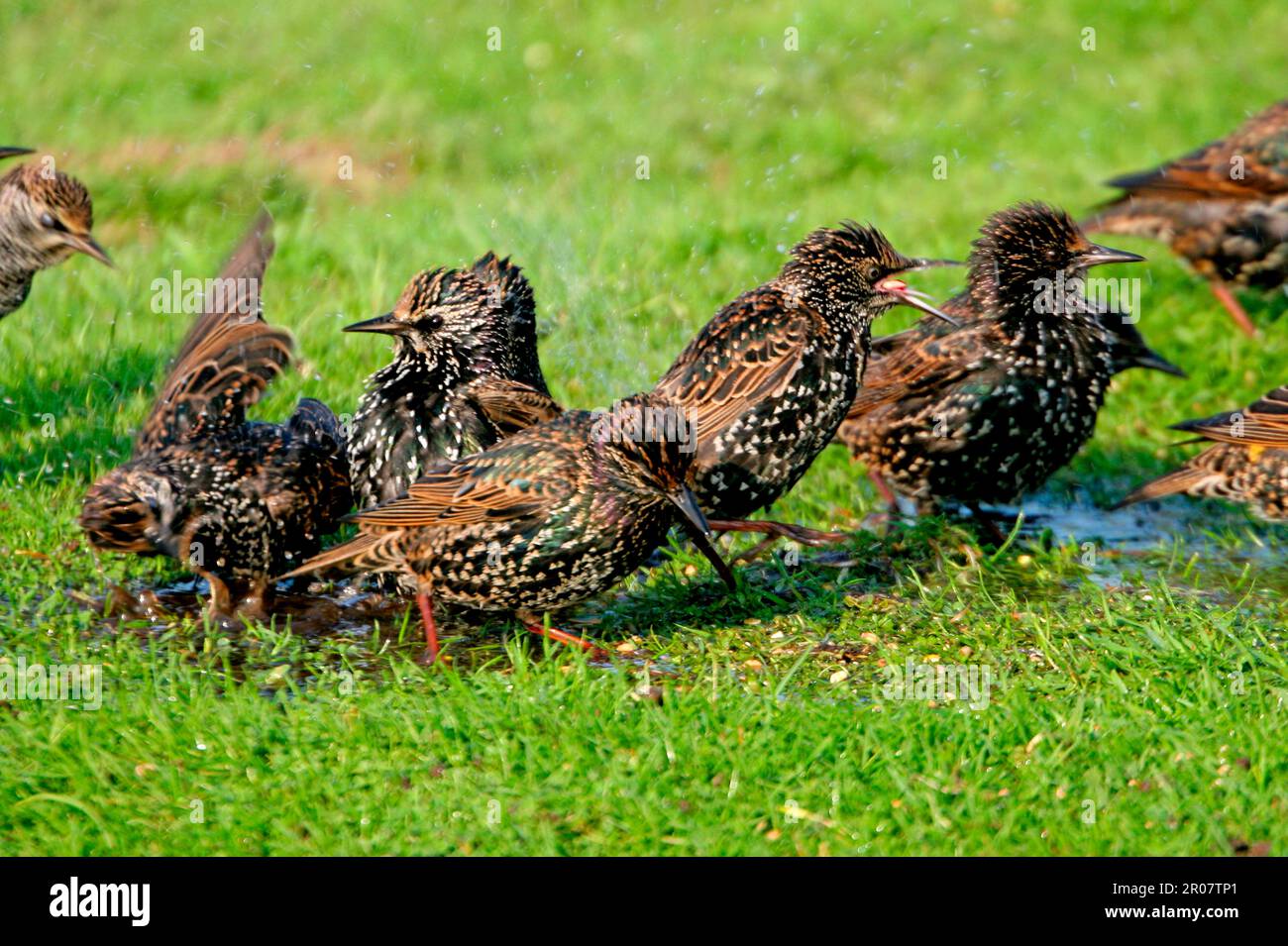 Common Starling (Sturnus vulgaris) flock bathing in shallow water ...
