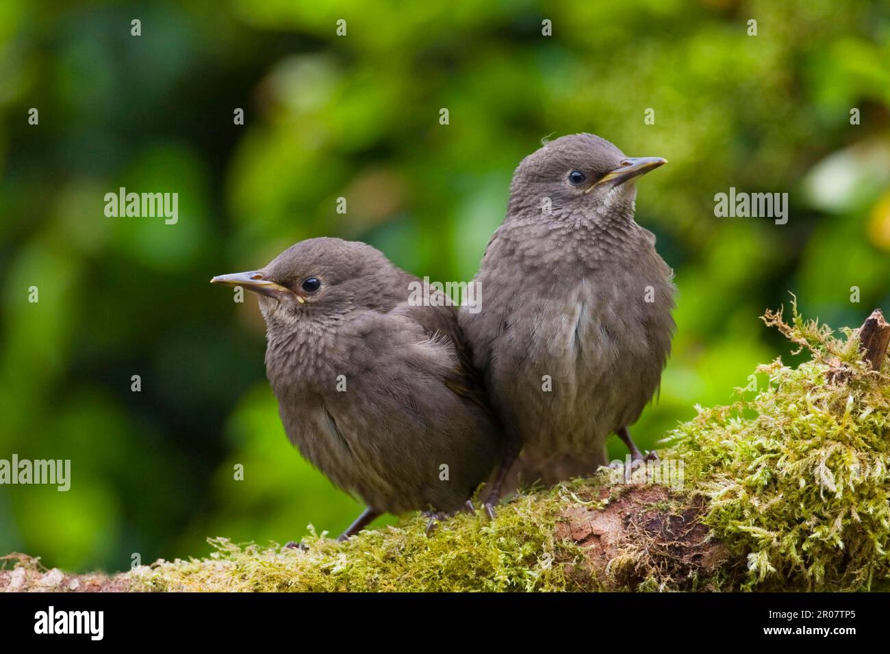 Common common starling (Sturnus vulgaris) two young birds, sitting on ...