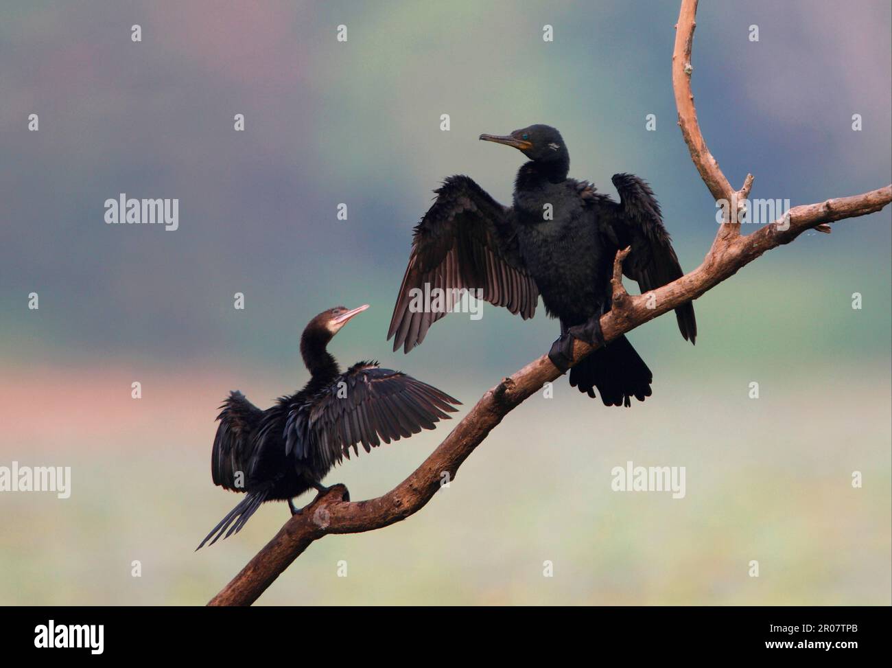 Indian Cormorant (Phalacrocorax fuscicollis) adult and immature, drying wings, standing on dead ...
