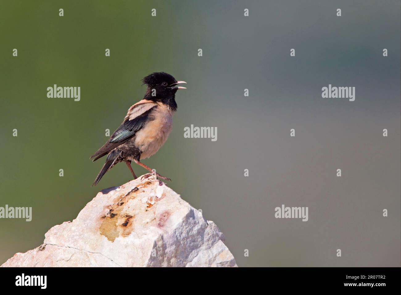 Pink rosy starling (Sturnus roseus), adult male, singing, sitting on ...