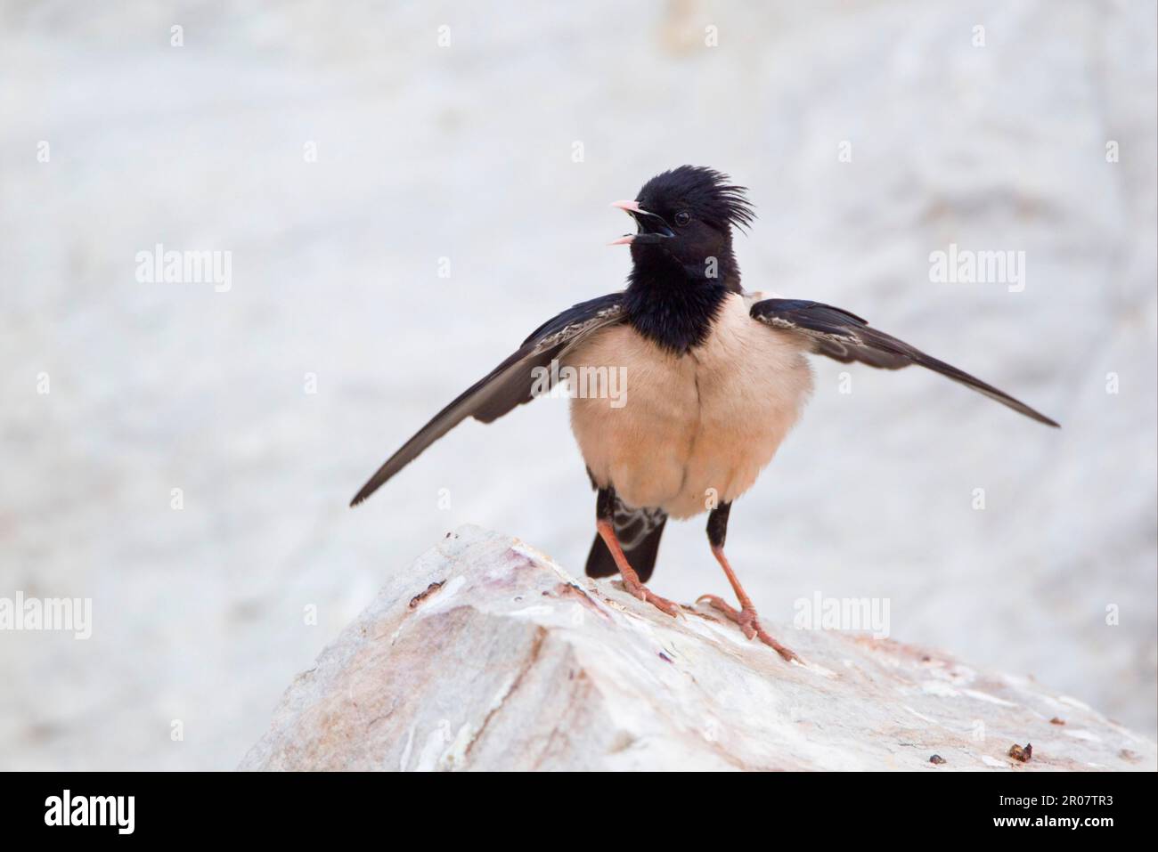 Pink rosy starling (Sturnus roseus), adult male, singing and pointing ...