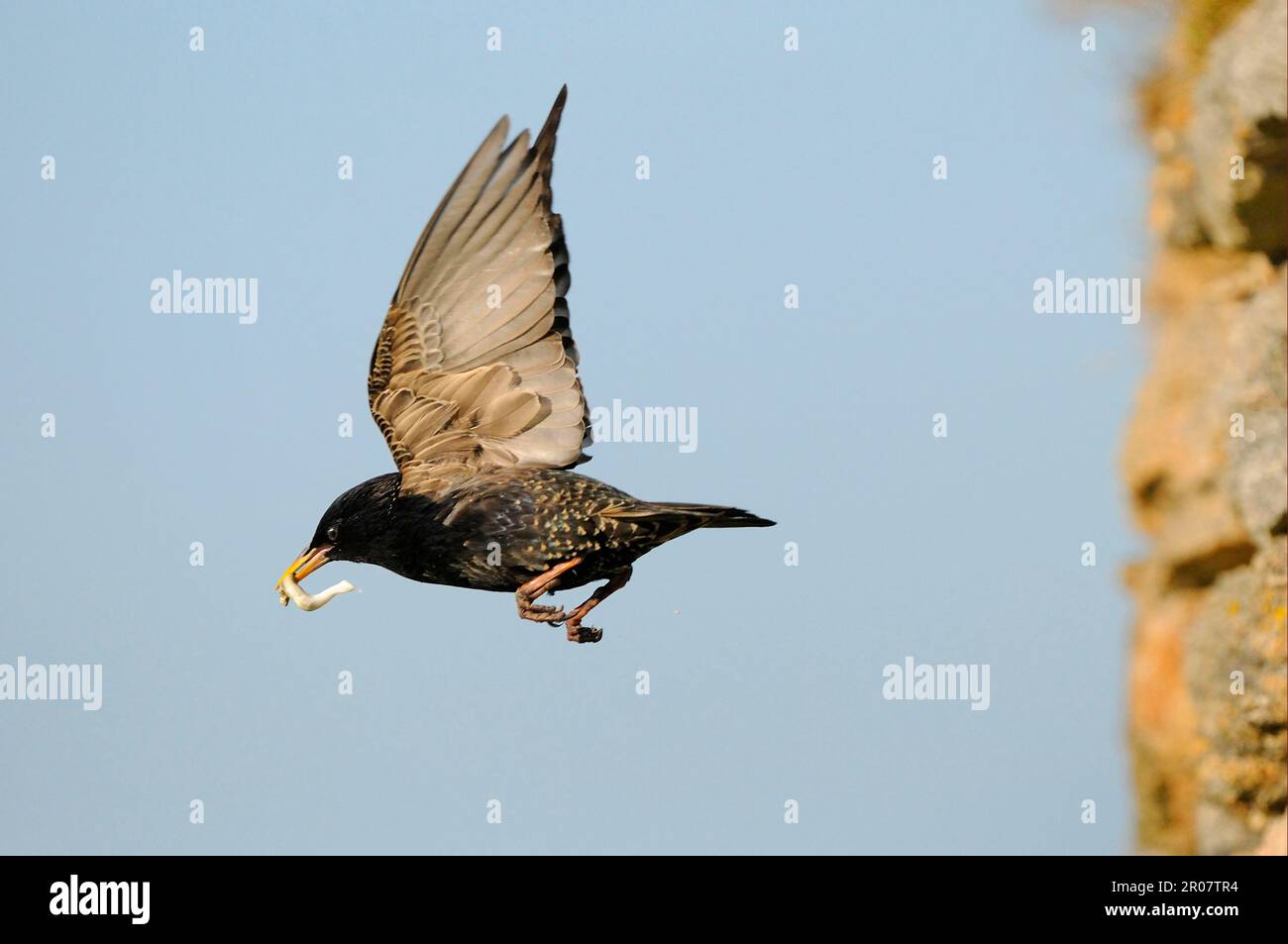 Common Starling (Sturnus vulgaris) adult, in flight, leaving nesthole ...