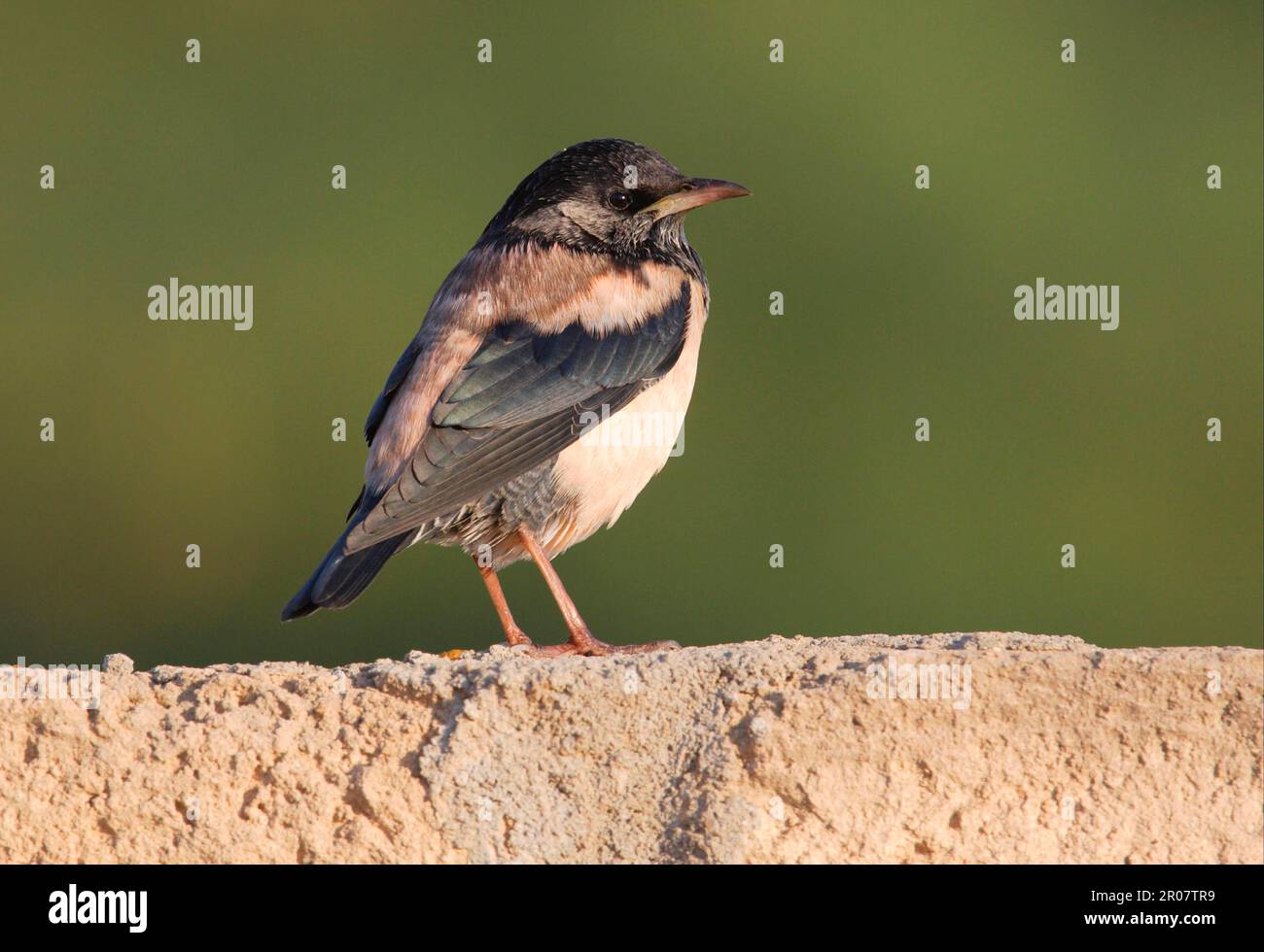 Pink rosy starling (Sturnus roseus) adult, non-breeding plumage ...