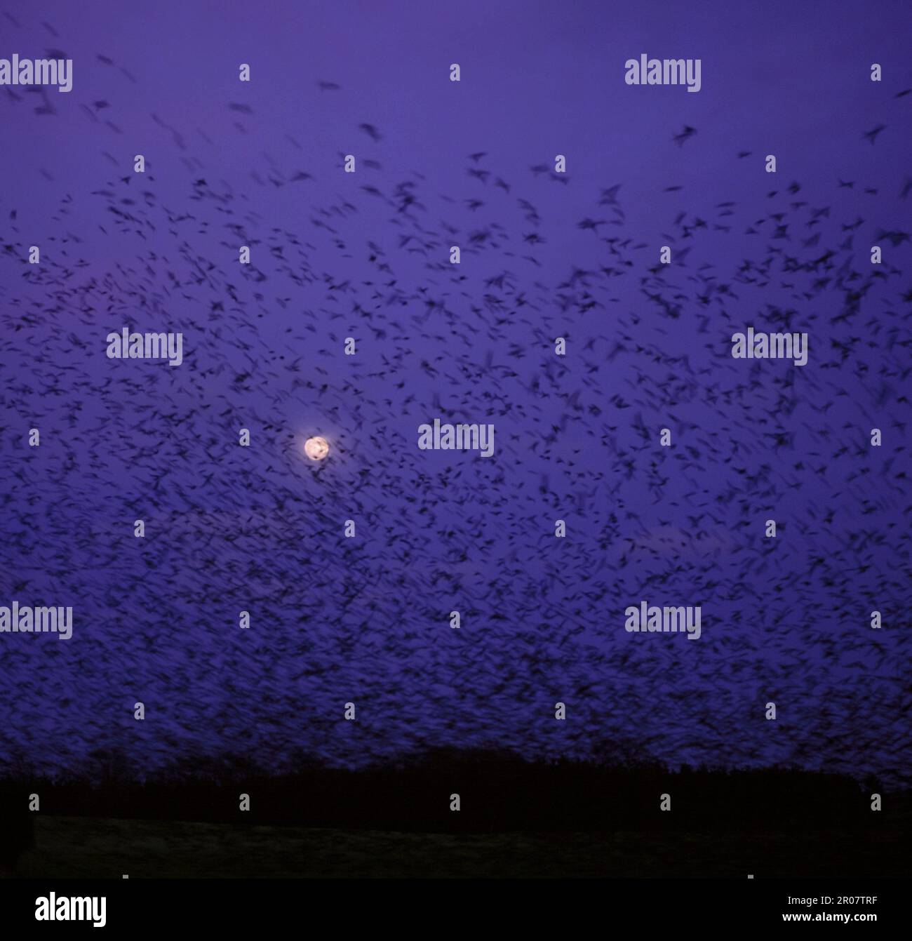 Starling night flight moon hi-res stock photography and images - Alamy
