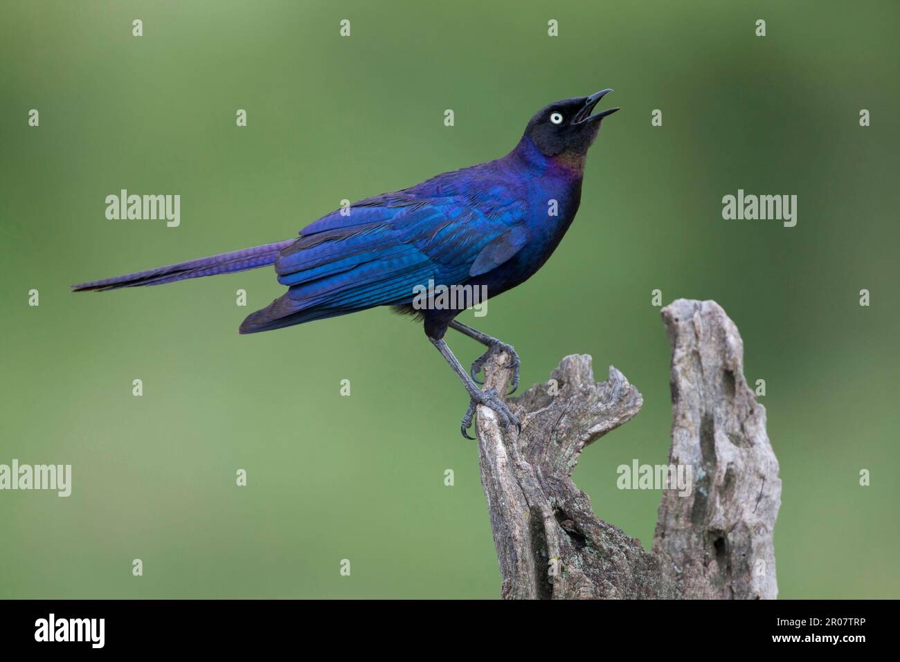 Rueppell's starling, Tail Glossy Starling, Starling, songbirds, animals ...